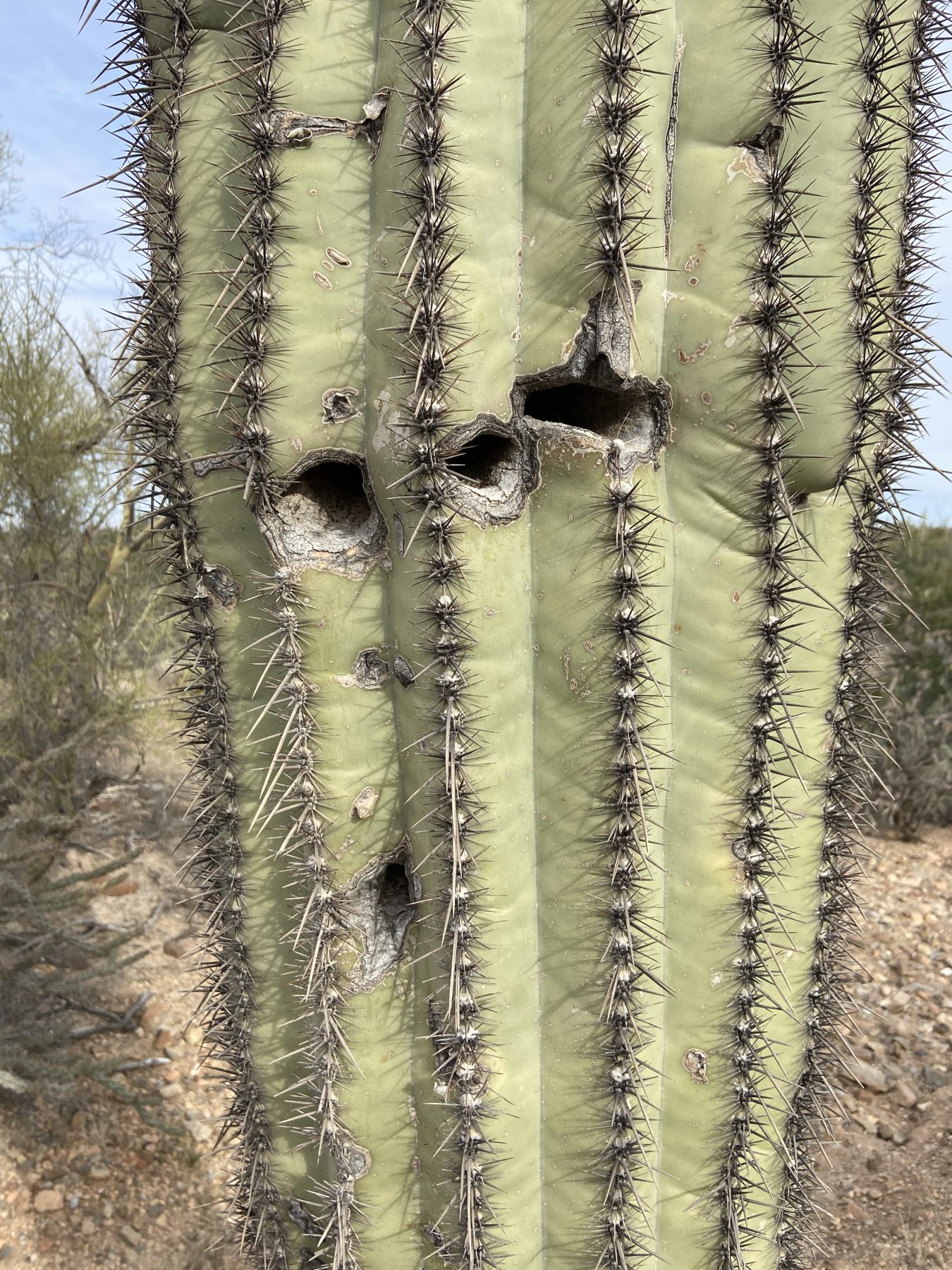 Visit Saguaro National Park in Tucson Arizona - Kimberly Us